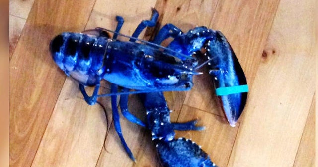 Rare blue lobster caught off Maine coast - CBS News