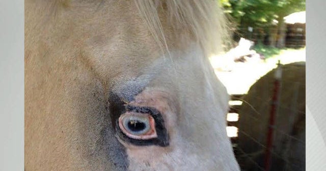 Horse tattooed to prevent cancerous eye ulcers - CBS News