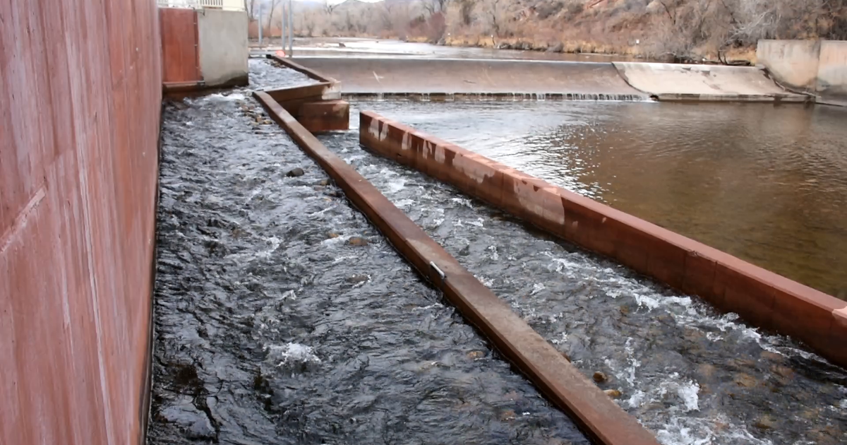 Fish Ladder At Watson Lake State Wildlife Area Proves Successful - CBS ...