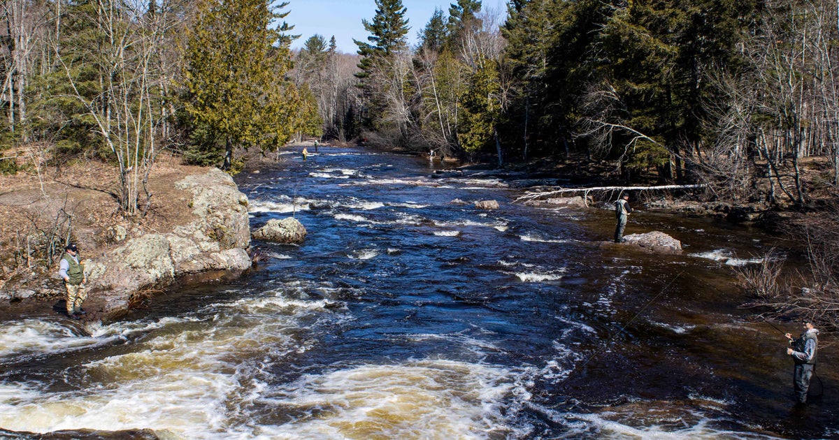 Explore Michigan's Forests With The Help Of The DNR - CBS Detroit