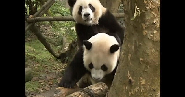 Panda sisters make public debut in China - CBS News