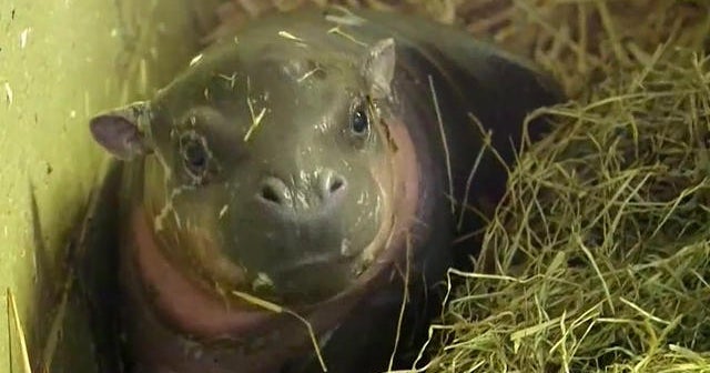 Adorable! Rare baby hippo born in U.K. zoo - CBS News