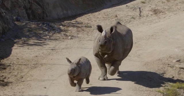 Scientists hope "Frozen Zoo" genetic bank will help stop extinction ...