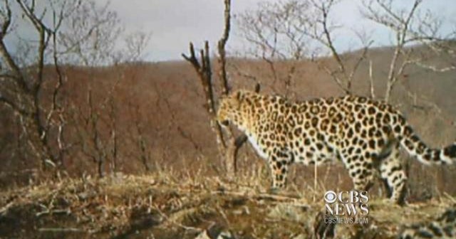 Rare leopard in Russia spotted on camera - CBS News