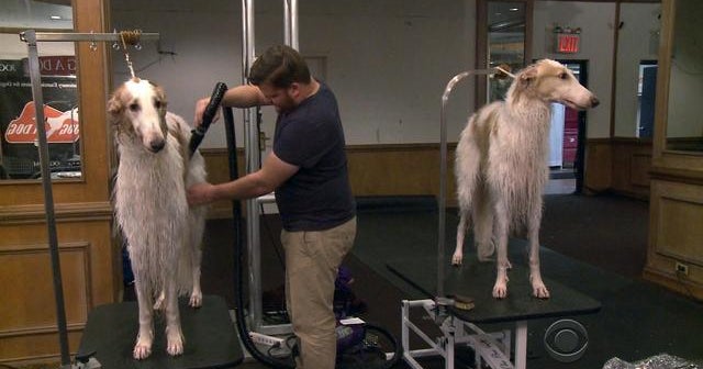 Very important pooches arrive in New York - CBS News