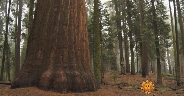 Nature: Giant Sequoias - CBS News