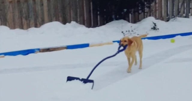 Meet Elsa, the snow-shoveling dog - CBS News