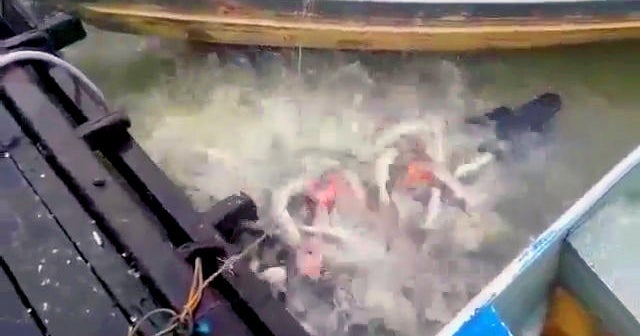 Crazy piranha feeding frenzy - caught on tape - CBS News
