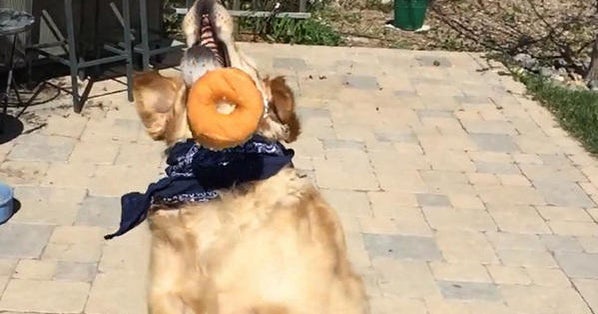 Discombobulated canine learning how to catch - CBS News