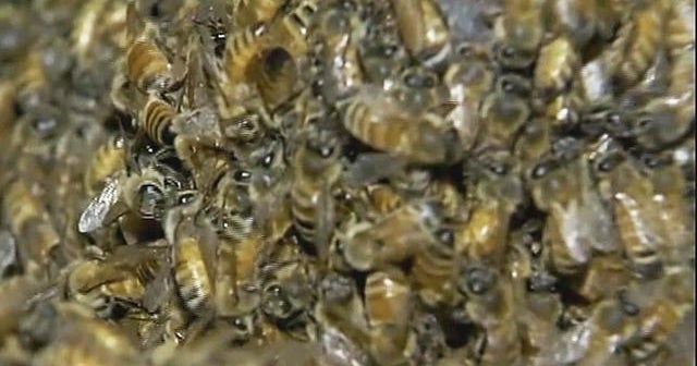 Millions of bees escape near Seattle - CBS News