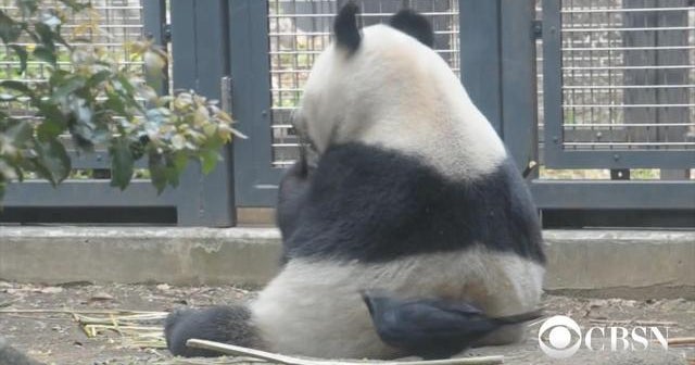 Crow plucks fur off panda's back - CBS News