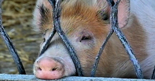 "Giggles the Pig" for mayor in Flint, Michigan? - CBS News