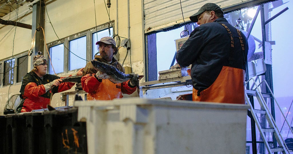 Maine Cod Fishery Records Smallest Catch Year In Recorded History In ...