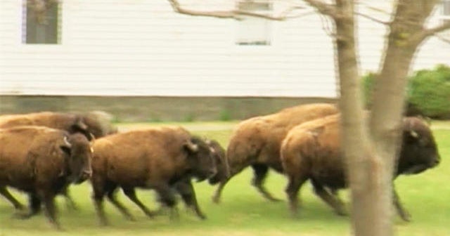 15 buffalo killed in Albany - CBS News