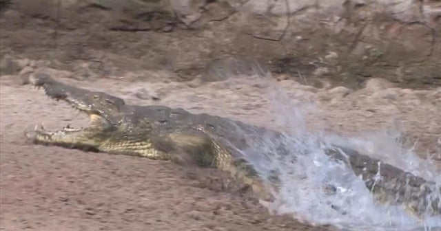 Crocodile strikes out on the hunt - CBS News