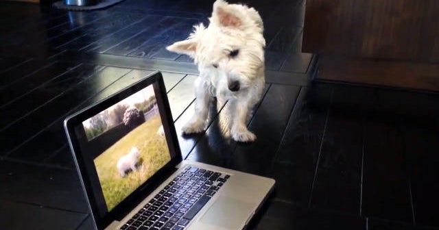 Dog struggles to find puppies trapped inside a laptop - CBS News