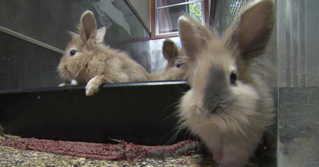 Vaccinating bunnies - CBS News