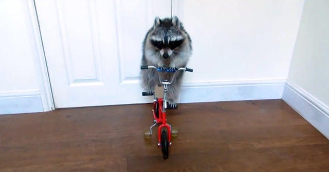 Bike-riding raccoon goes for a spin - CBS News