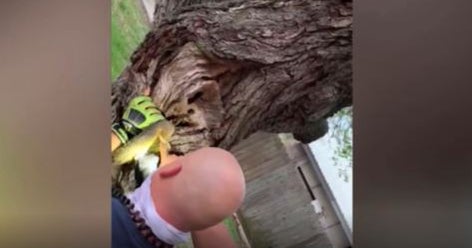 VIDEO: Firefighters In Texas Rescue Squirrel Stuck Halfway Inside Tree ...