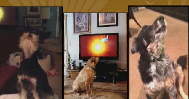 "Sunday Morning" theme goes to the dogs - CBS News
