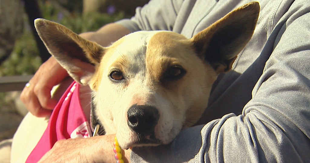 'It's A Miracle': Owner Reunites With Dog Lost 5 Years Ago - CBS Boston