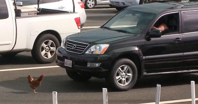 Chicken snarls traffic on NorCal's Bay Bridge - CBS News