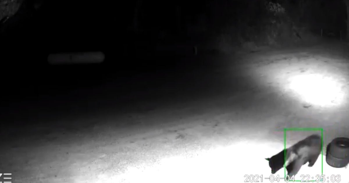 Security Camera Captures Black Bear As It Wanders Through Douglas ...