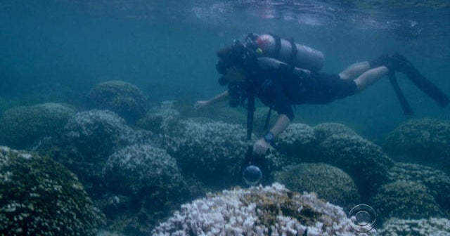NOAA warns of global "coral bleaching" - CBS News