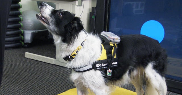Dog “nose” to use touch-screen - CBS News
