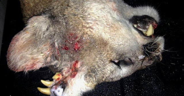 Deformed mountain lion baffles biologists - CBS News