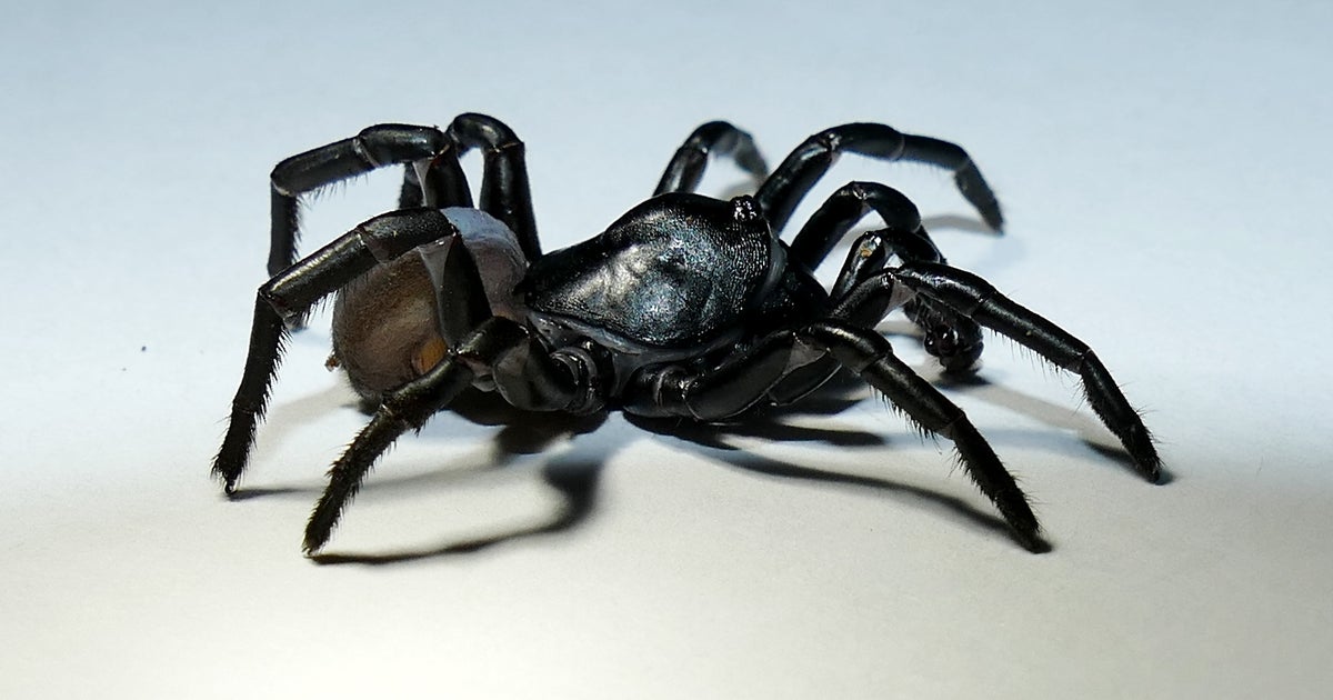 Zoo Miami Helps Discover A Brand New Spider Species In Miami - CBS Los ...
