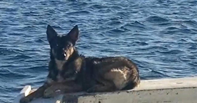 Miracle dog found alive after falling off boat 5 weeks ago - CBS News