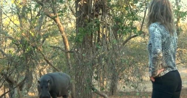 Animal activist forms special bond with hippo in her backyard - CBS News