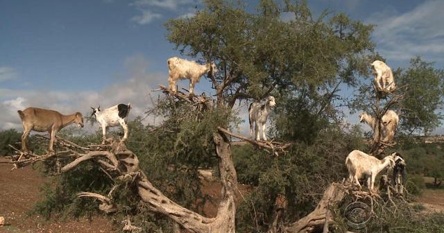 Tree-climbing goats in Morocco's argan forest - CBS News