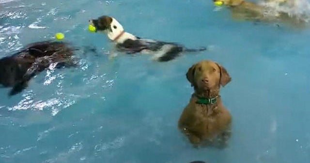 Hilarious dog deadpans in a pool full of playful pups - CBS News