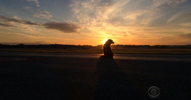 Piper the dog keeps airport runways safe - CBS News