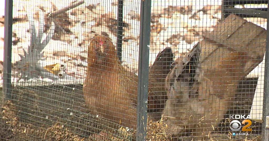Backyard chickens solve the egg shortage, but is it worth it? - CBS ...