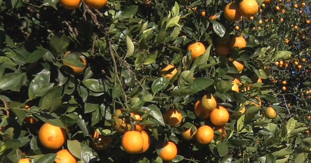 Florida citrus industry under attack from disease - CBS News