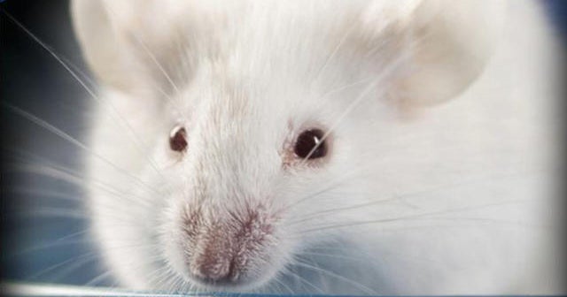 Scientists make mouse babies from skin cells - CBS News