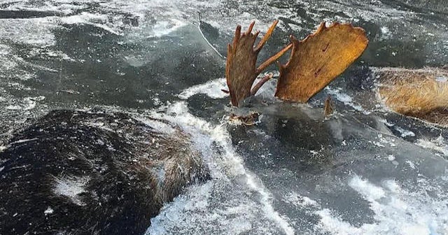 Frozen Moose Found Locked In Combat Cbs News