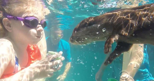 Otters offering different form of therapy - CBS News