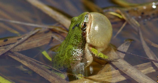 Nature: Frogs - CBS News