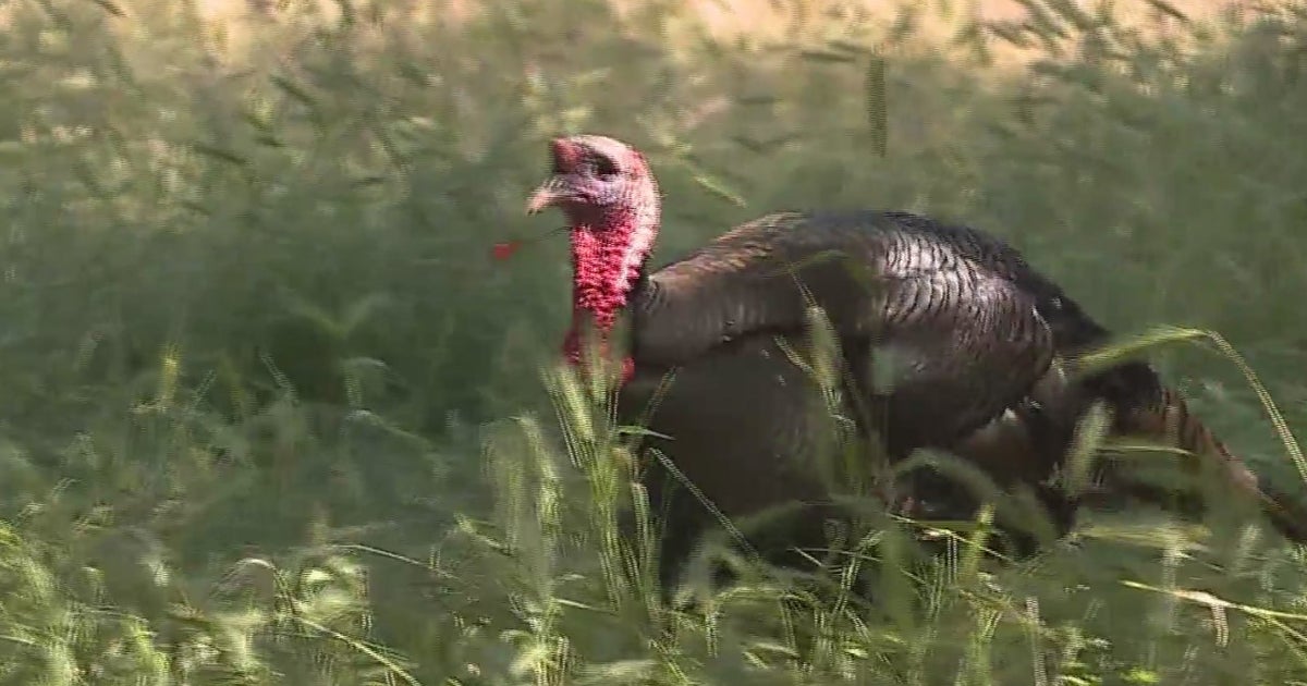 Blow Dart Removed From Turkey's Neck After Being Seen In Rancho Cordova ...
