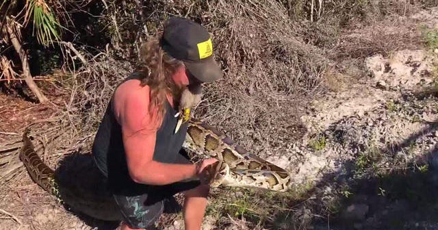 Python hunter captures massive snake in Everglades - CBS News