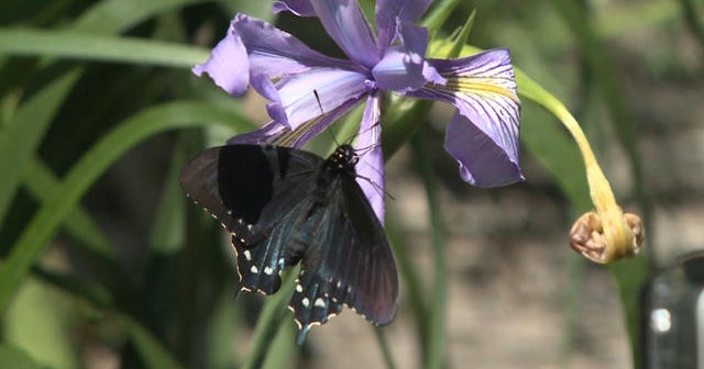 Rare butterfly makes stunning comeback - CBS News