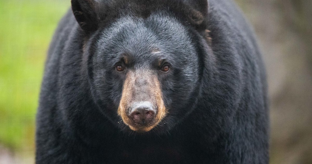 Colorado woman killed in apparent bear attack - CBS News