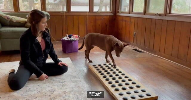 Meet Stella, the dog that "talks" - CBS News