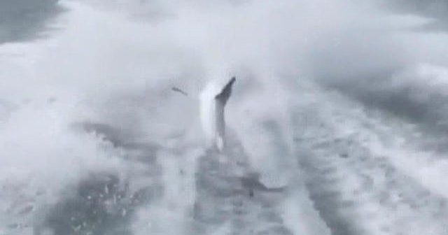 Horrific video of motor boat dragging shark sparks investigation - CBS News