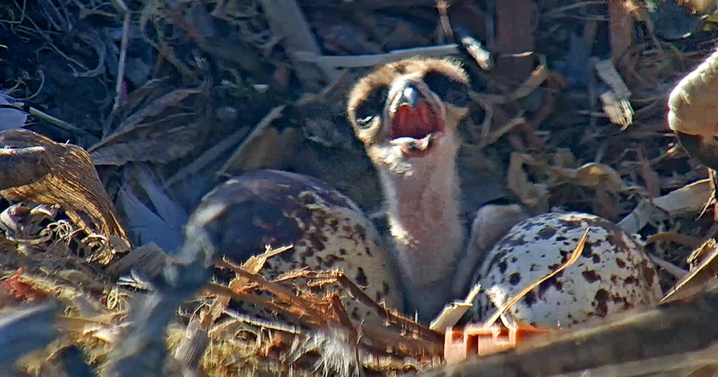 First of 3 Ospreys Hatches Atop Crane on the Richmond Waterfront - CBS ...