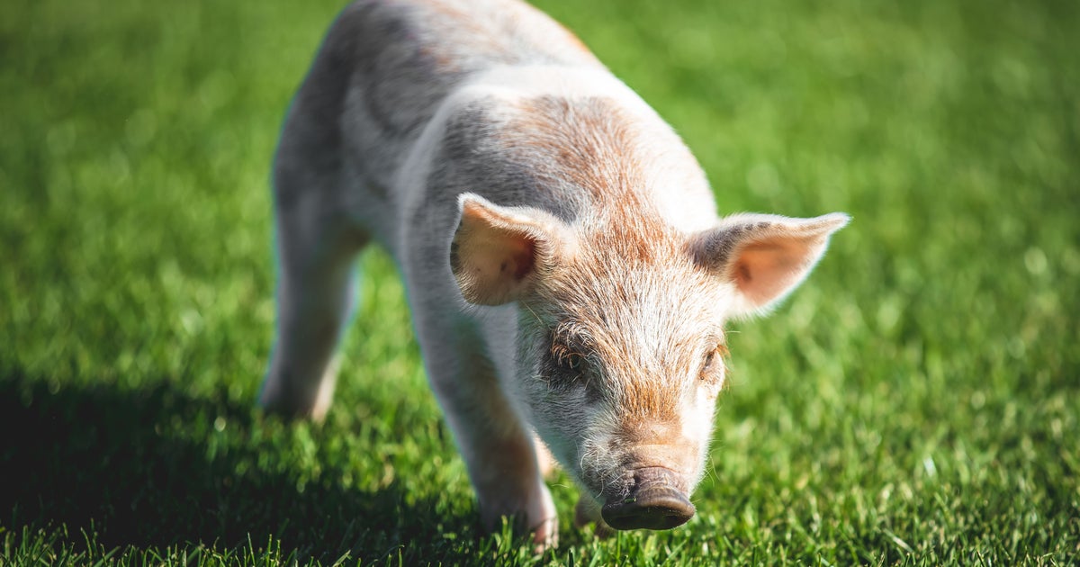 Meet Space Ham, The St. Paul Saints' 2021 Ballpig - CBS Minnesota Meet Space Ham, The St. Paul Saints' 2021 Ballpig - CBS Minnesota